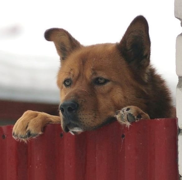 Top 70 Scary Dog Names for Guard Dogs - PetPress