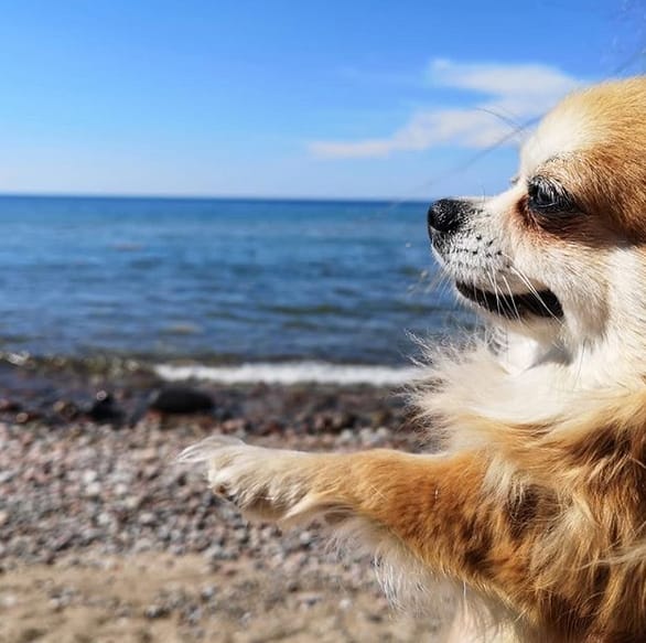 Over 130 Tropical Dog Names with Meanings - PetPress