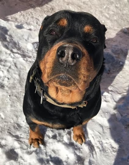 115 Female Dog Names for Guard Breeds - PetPress