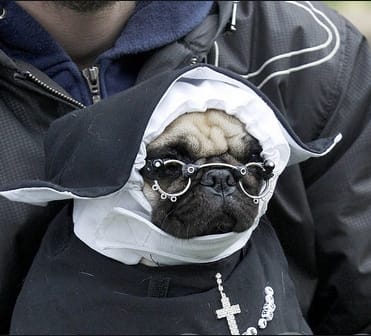 65 Religious Dog Names From the Bible - PetPress