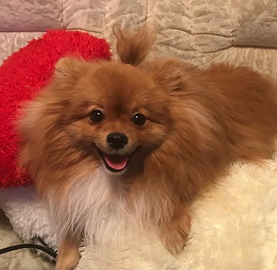 Top 275 Gorgeous Female Dog Names - PetPress