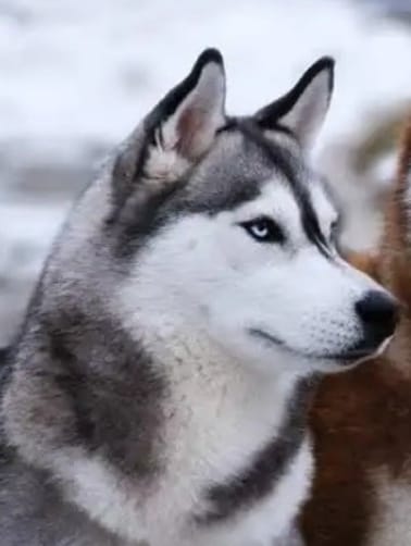 Top 50 Cherokee Dog Names Inspired by Nature Spirit - PetPress