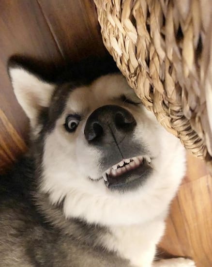 Top 125 Crazy Dog Names for Energetic Breeds