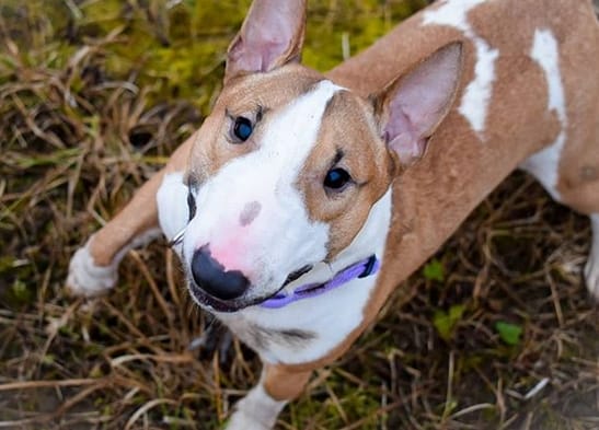 Top 150 Cute & Sweet Dog Names ending in "Y" | PetPress