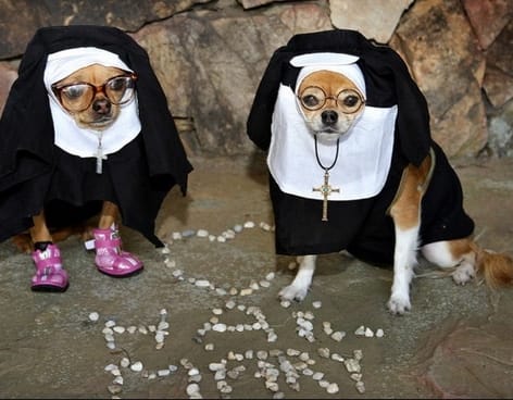 65 Religious Dog Names From the Bible - PetPress