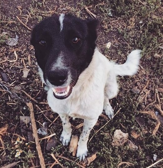 48 Redneck Dog Names - PetPress