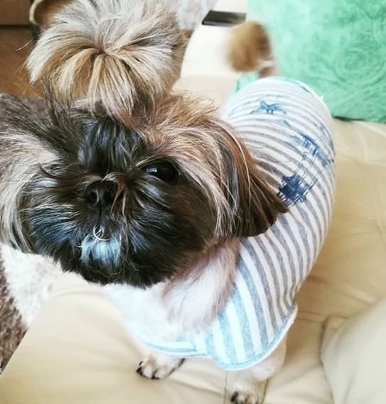 Top 255 Trendy Dog Names for Female Dogs - PetPress