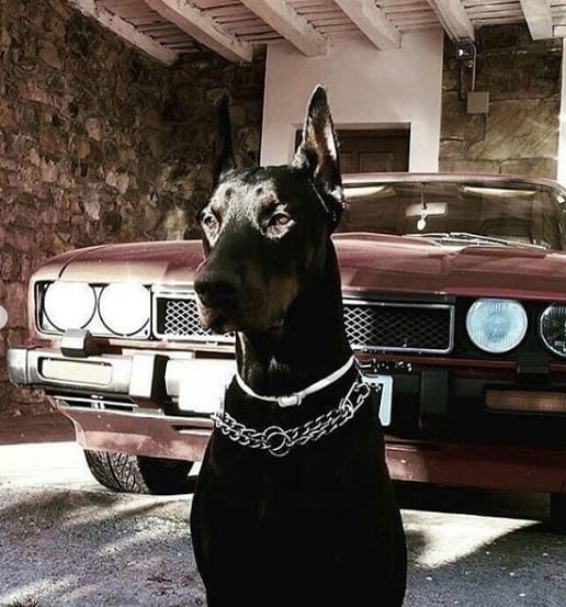 205 Horror Dog Names For Powerful Dogs PetPress 205-horror-dog-names-for-powerful-dogs-petpress