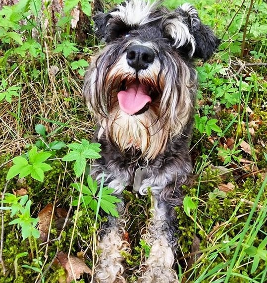 130 Female Dog Names that Start with "S" - PetPress