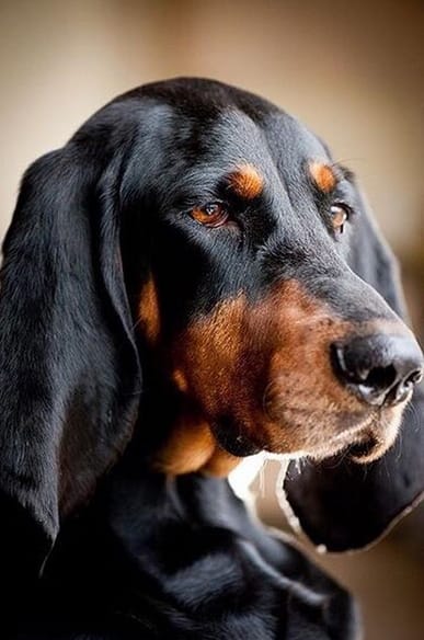 Top 95 Female Dog Names for Hound Breeds - PetPress