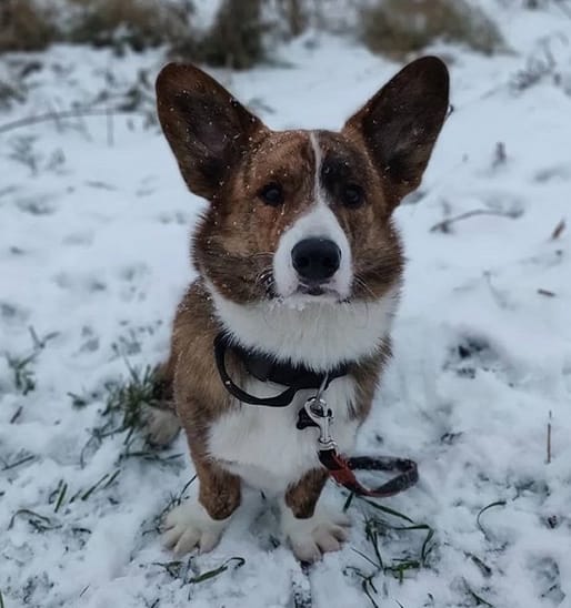 Top 150 Cute & Sweet Dog Names ending in "Y" | PetPress