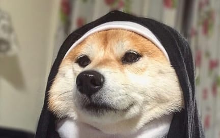 65 Religious Dog Names From the Bible - PetPress