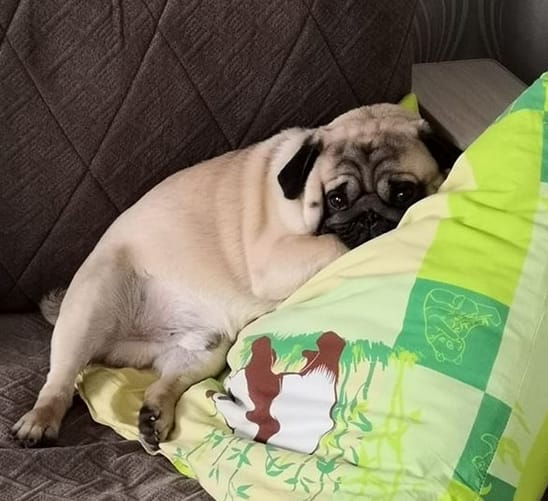 Top 150 Silly Dog Names for Goofy Puppies