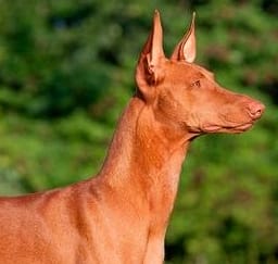 Over 100 Arcane Dog Names - PetPress