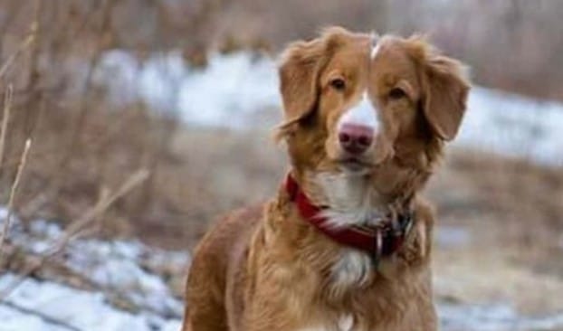 70 Fast Dog Names for Male Hunting Dogs - PetPress