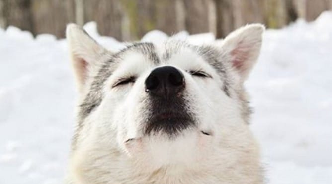 82 Sled Dog Names for Alaskan Malamutes - PetPress