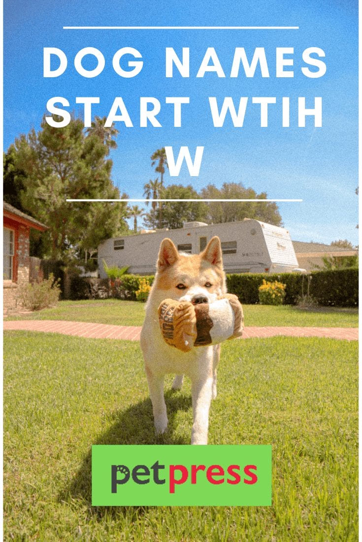 Dog Names That Start With W - 170+ Interesting Dog Names Start With W