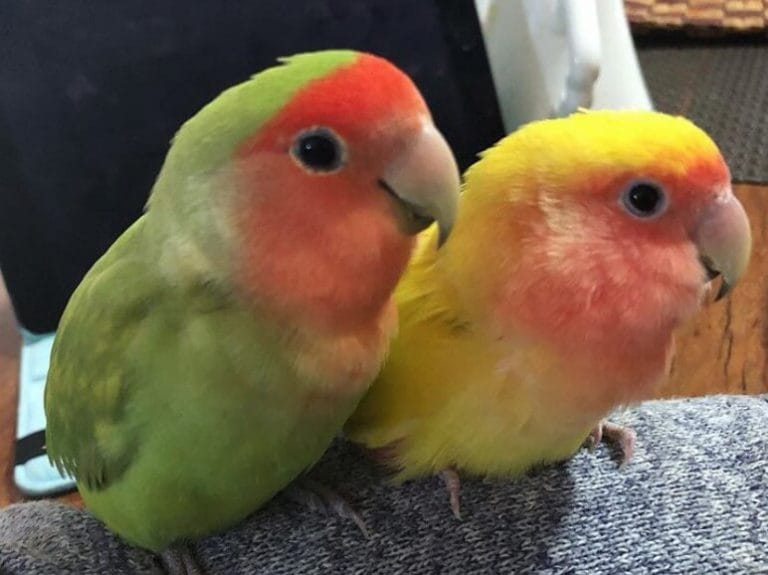 Top 500 Bird Names for Naming Your Pet Bird - PetPress