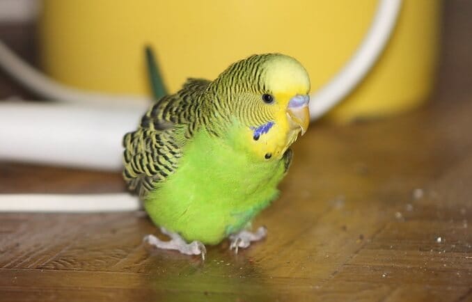 500 Most Popular Names for Budgies for Boys and Girls | PetPress