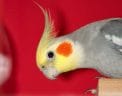 Cockatiel Names – The 300 Most Popular Names for Cockatiels | PetPress