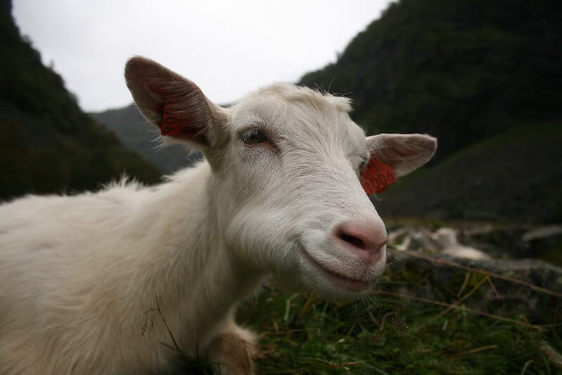 Goat Names: The 500 Most Popular Names for Goats