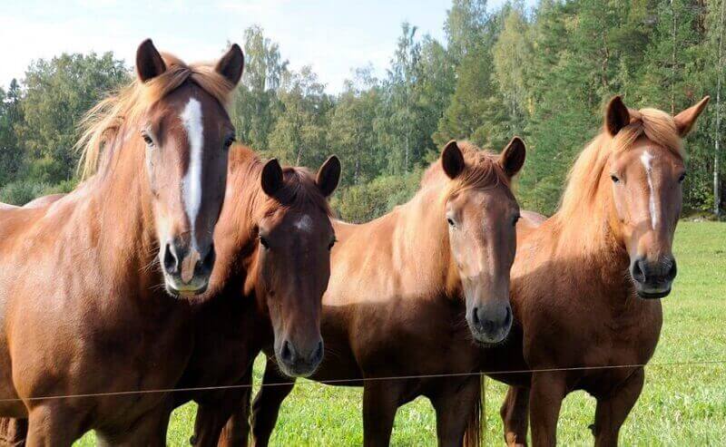 Female Horse Names – The 500 Most Popular Names for Fillies and Mares ...