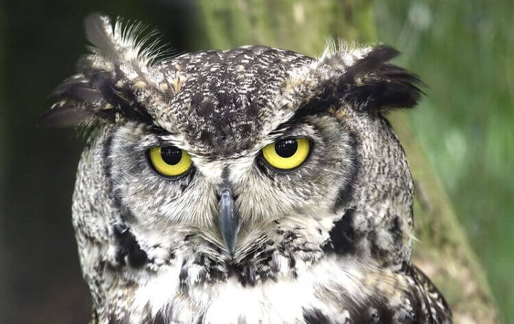 Owl Names: The 300 Most Popular Names for Owls - PetPress