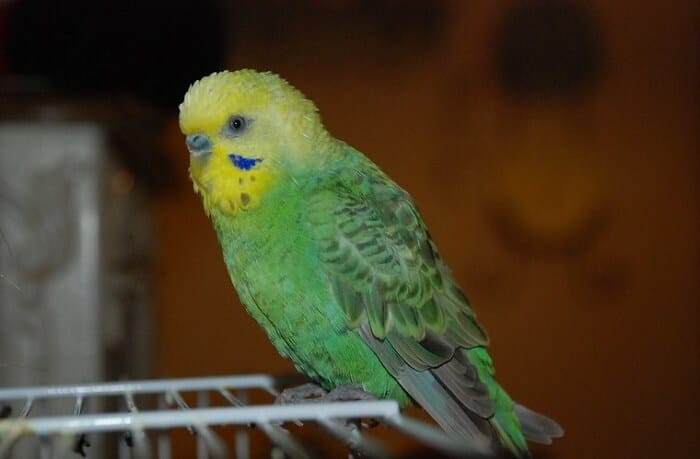 Parakeet Names – The 500 Most Popular Names for Parakeets