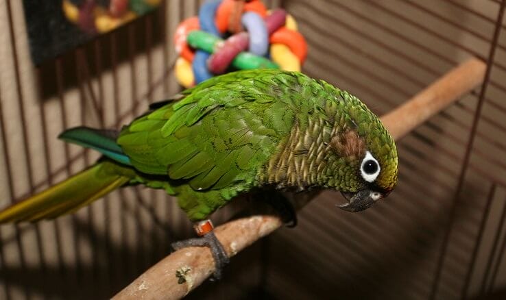 Parrot Names – The 500 Most Popular Names for Parrots | PetPress