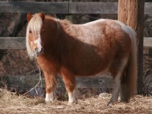 650 Best Pony Names - Good Pony Names Ideas for Your Pony - PetPress