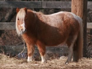 650 Best Pony Names - Good Pony Names Ideas for Your Pony - PetPress
