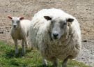 150+ Girl Sheep Names - Best Female Names For A Sheep