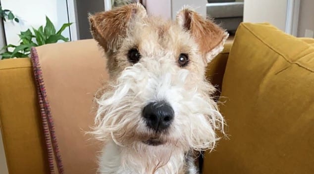 14 Amazing Facts About Fox Terriers - PetPress