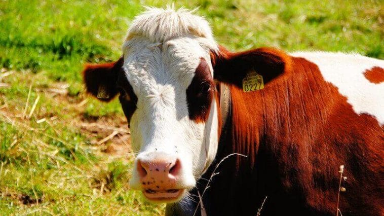 80+ Black & White Cow Names - Cow Names For A Black & White Cow