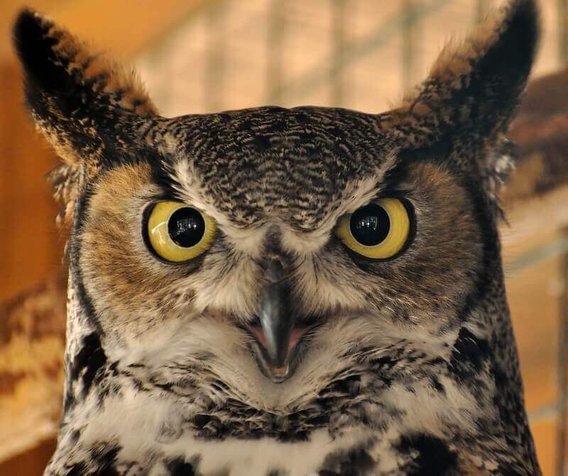 Owl Names: The 300 Most Popular Names for Owls - PetPress