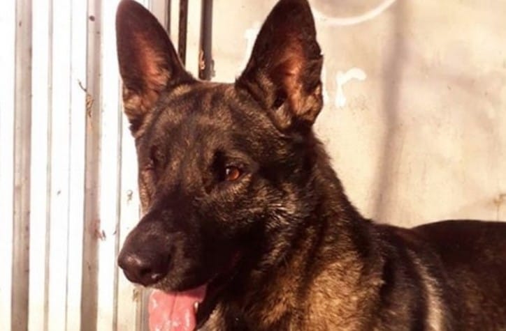 Top 55 Beautiful Dog Names for One-Eyed Dogs - PetPress