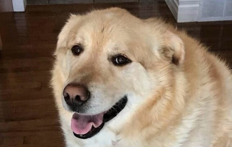 The Wonderful Story of Saving a Fat Golden Retriever Named Kai - PetPress