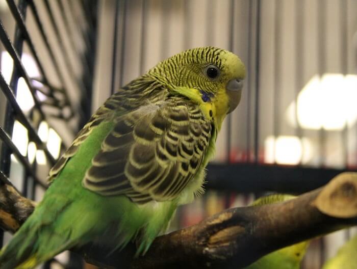 Parakeet Names – The 500 Most Popular Names for Parakeets
