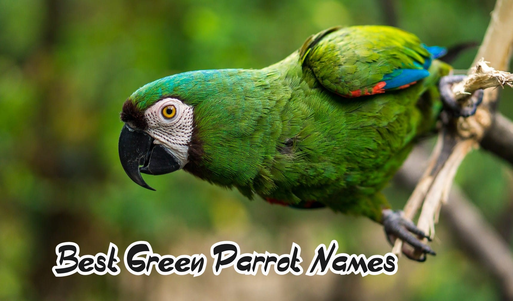 Top Parrot Name Articles – Best Ways To Name A Parrot - PetPress