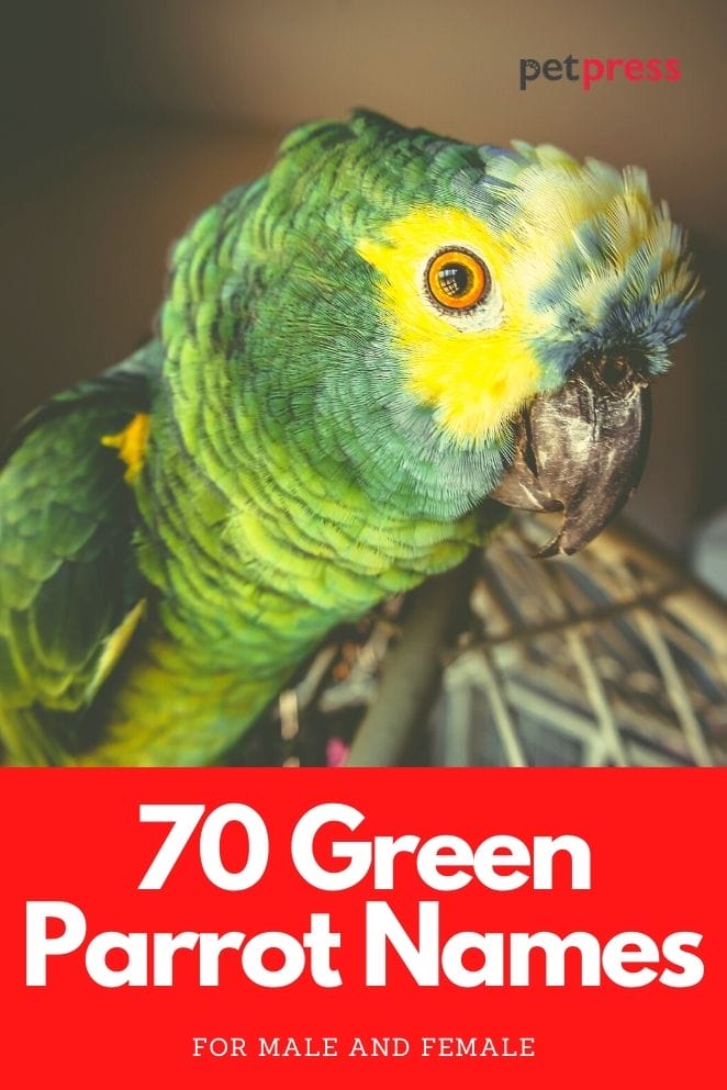 Green Parrot Names: 70 Best Names for Green Parrots | PetPress
