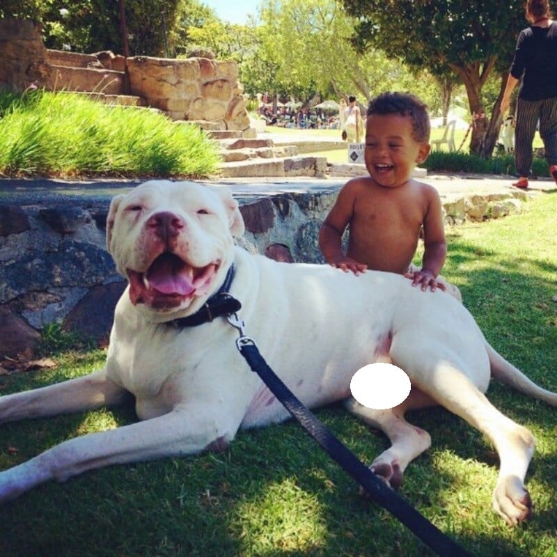 16 Cute Evidence You Should See That Every Child Needs a Dog