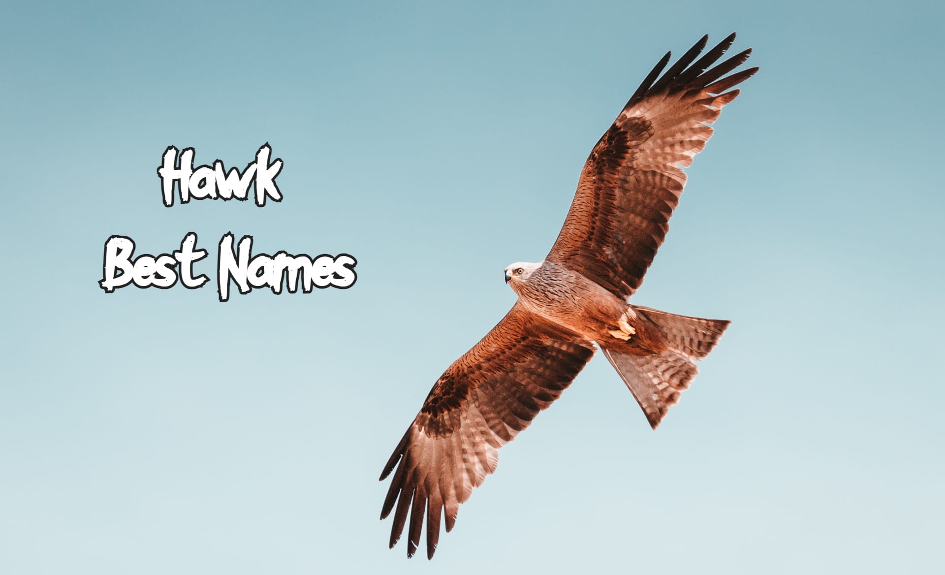 Hawk Names – The 130+ Most Popular Names for Hawks - PetPress