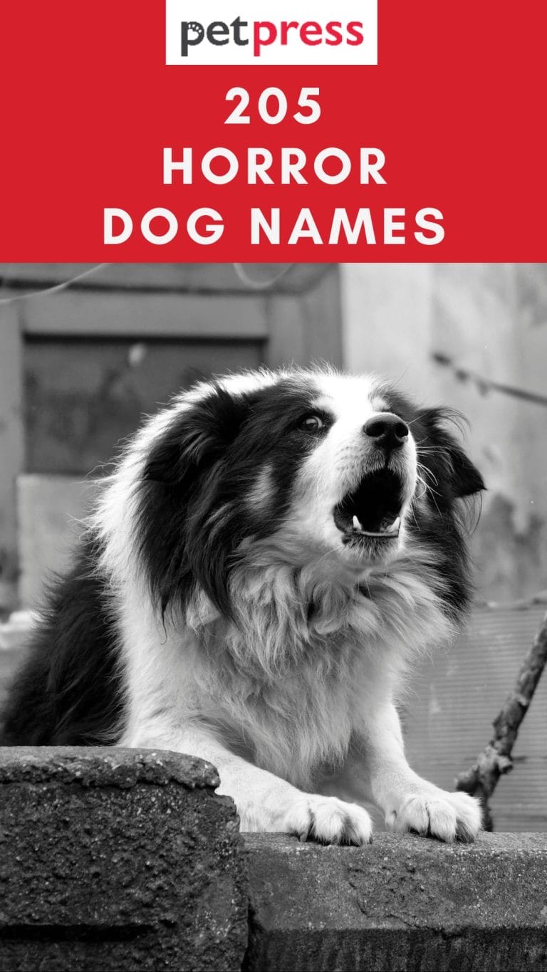 205 Horror Dog Names for Powerful Dogs - PetPress