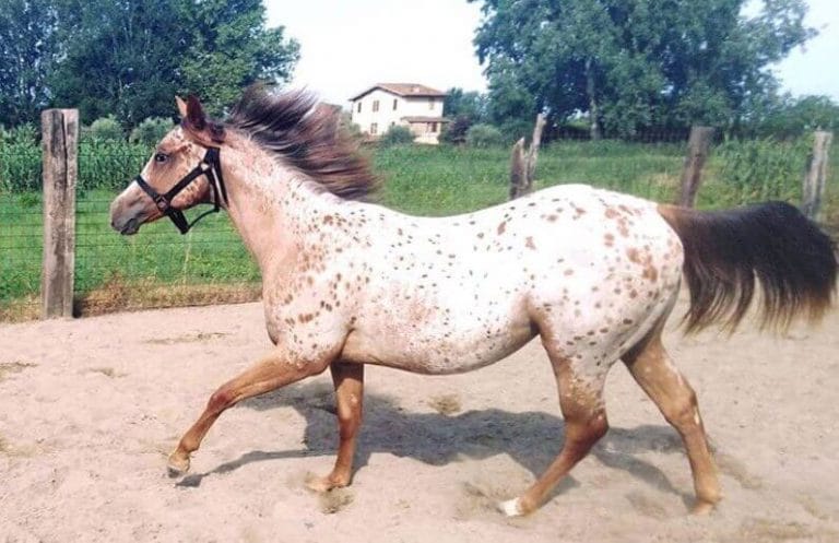 Top 500 Best Horse Names for Mares - PetPress