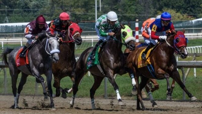 125 Funny Race Horse Names Hilarious Ideas For Naming Your Horse PetPress 125-funny-race-horse-names-hilarious-ideas-for-naming-your-horse-petpress