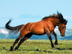 Top 75 Horse Names for Mustangs - PetPress