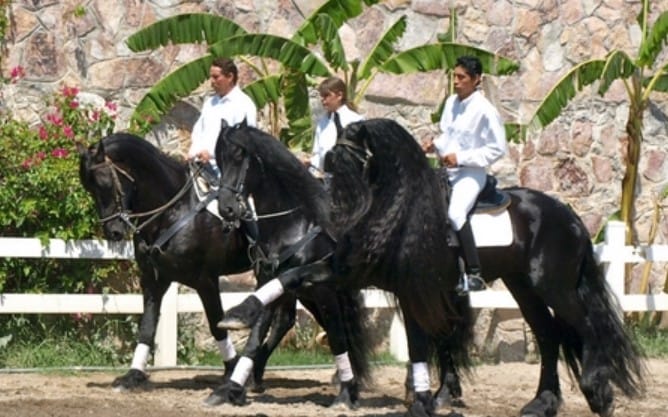 40 Awesome Latin Horse Names - PetPress