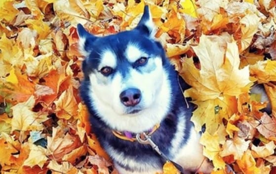 14 Beautiful Pictures Showing the True Nature of Siberian Husky - PetPress