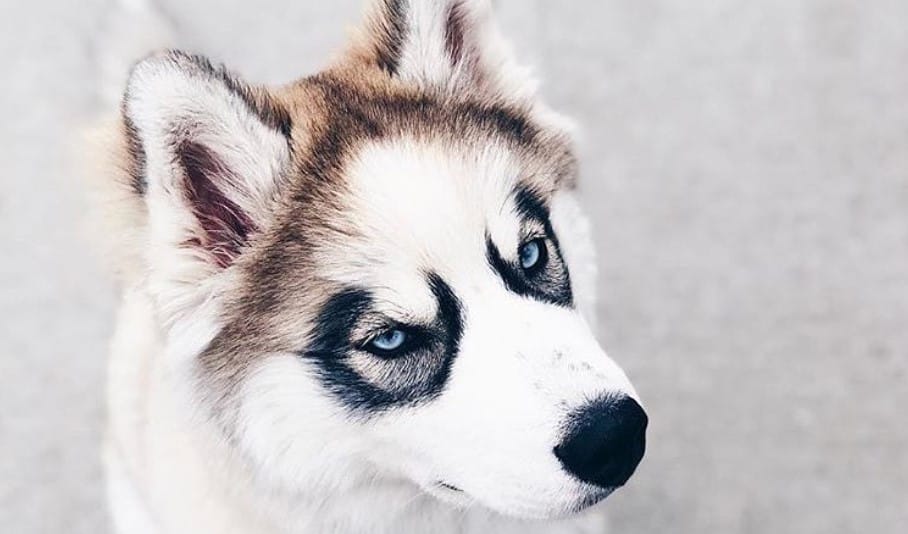 14 Amazing Facts About Huskies - PetPress