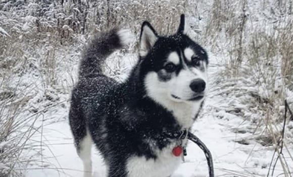 55 Perfect Winter Dog Names for Huskies - PetPress